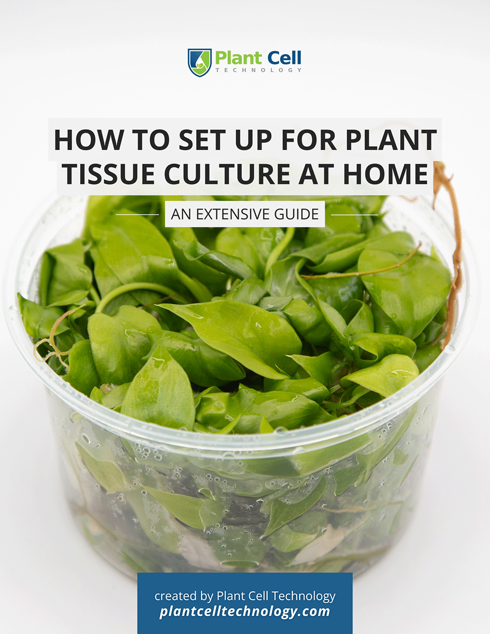 How To Set Up For Plant Tissue Culture At Home - Plant Cell Technology