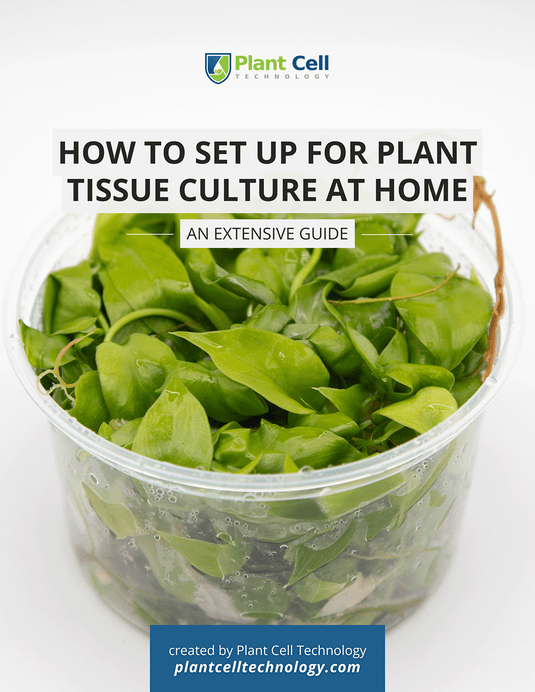 How To Set Up For Plant Tissue Culture At Home - Plant Cell Technology