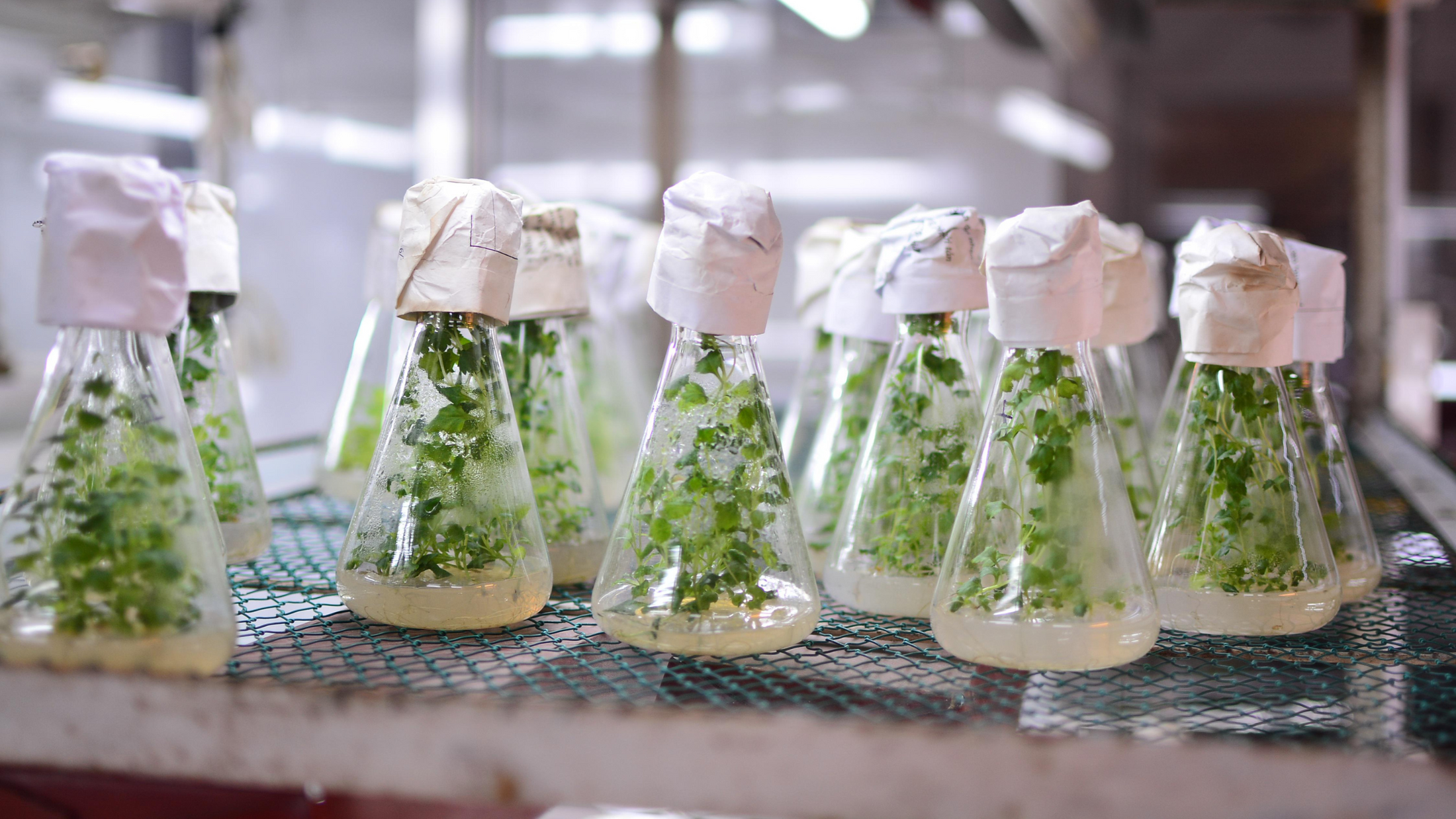 The Future of Plant Cloning: What’s Next in Tissue Culture Innovation ...