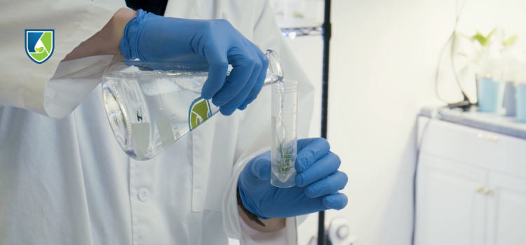 How to Sterilize Your Explants? - Plant Cell Technology