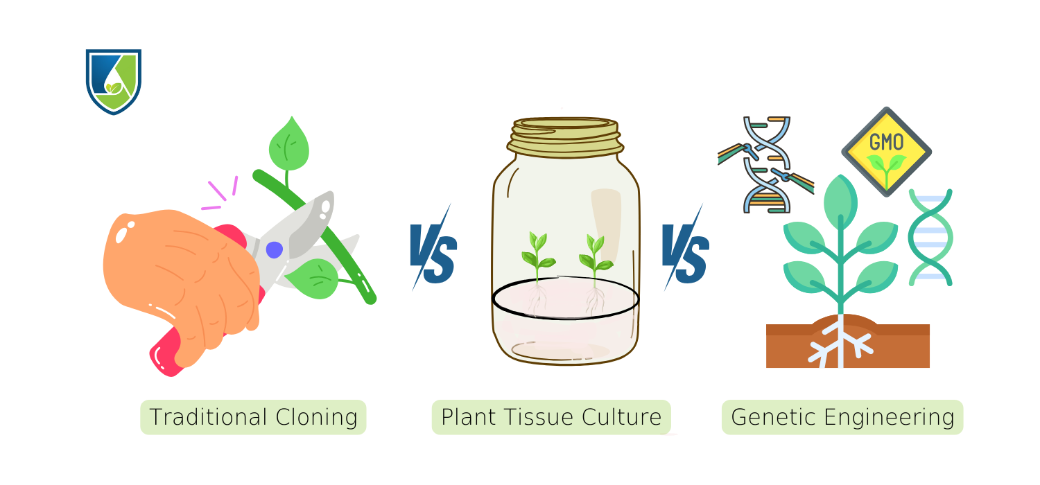 Traditional Cloning Vs. Tissue Culture Vs. Genetic Engineering: Unders ...