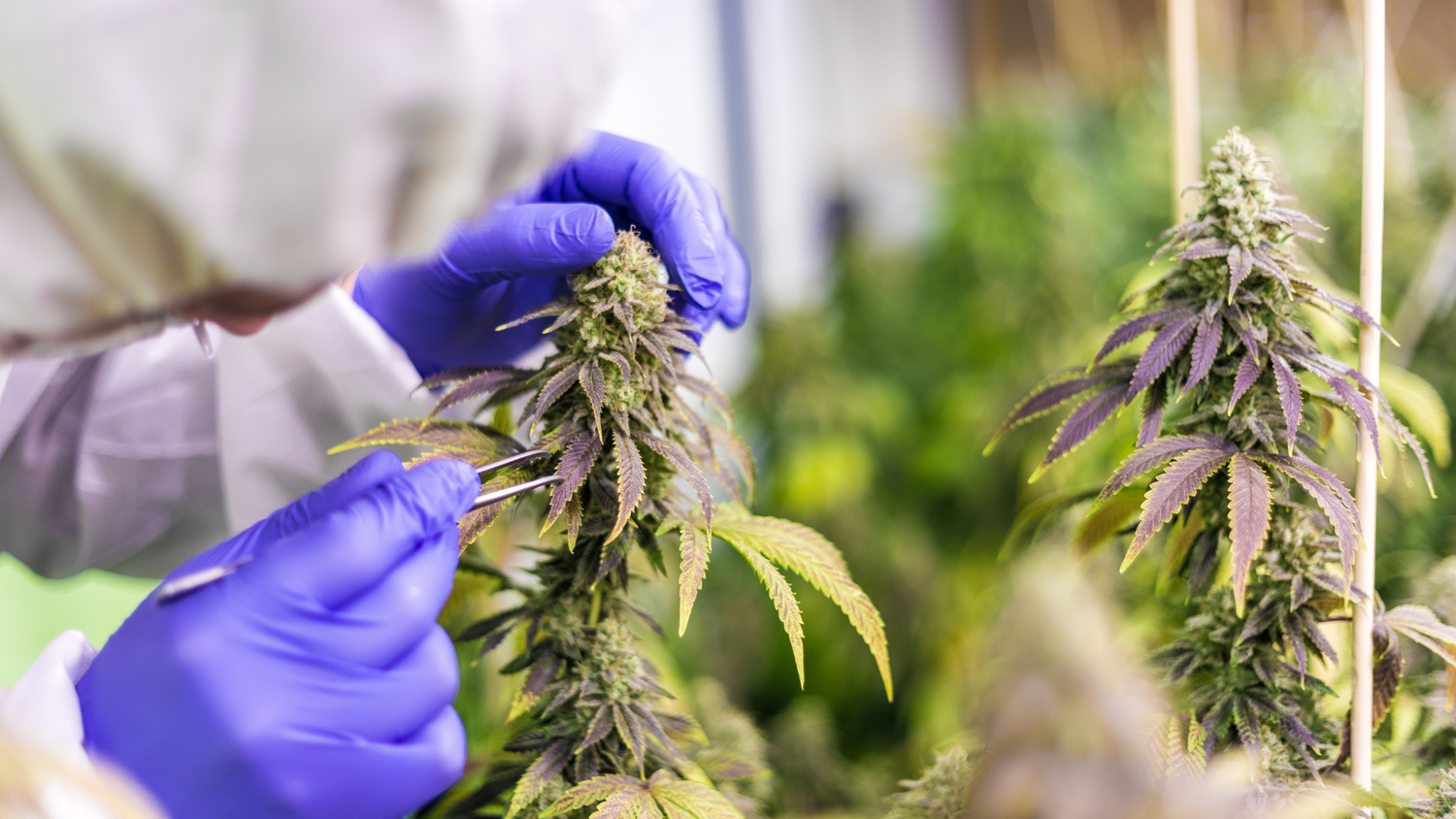 Achieving Disease-Free Cannabis Stocks Using Tissue Culture - Plant ...
