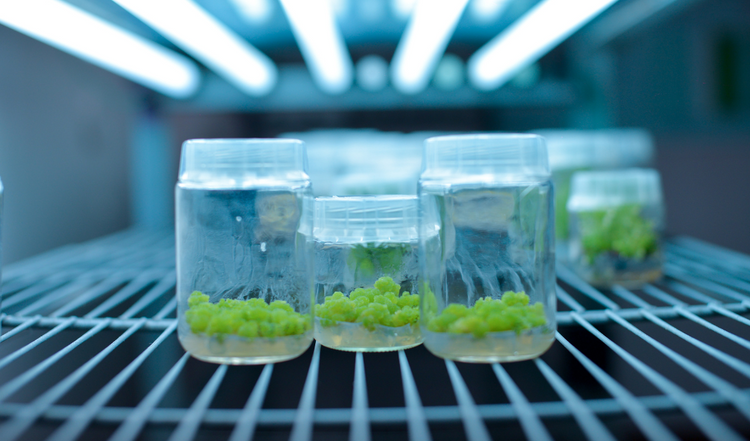 Clone Your Favorite Plants: Build a Home Tissue Culture Lab - Plant ...