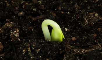 Embryo Rescue: Definition, Techniques, and Applications - Plant Cell ...