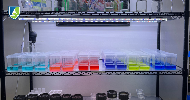 For Beginners: Definition, Preparation, and Applications of MS Media ...