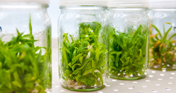 Step-By-Step Guide On How To Get Started In Tissue Culture - Plant Cell ...