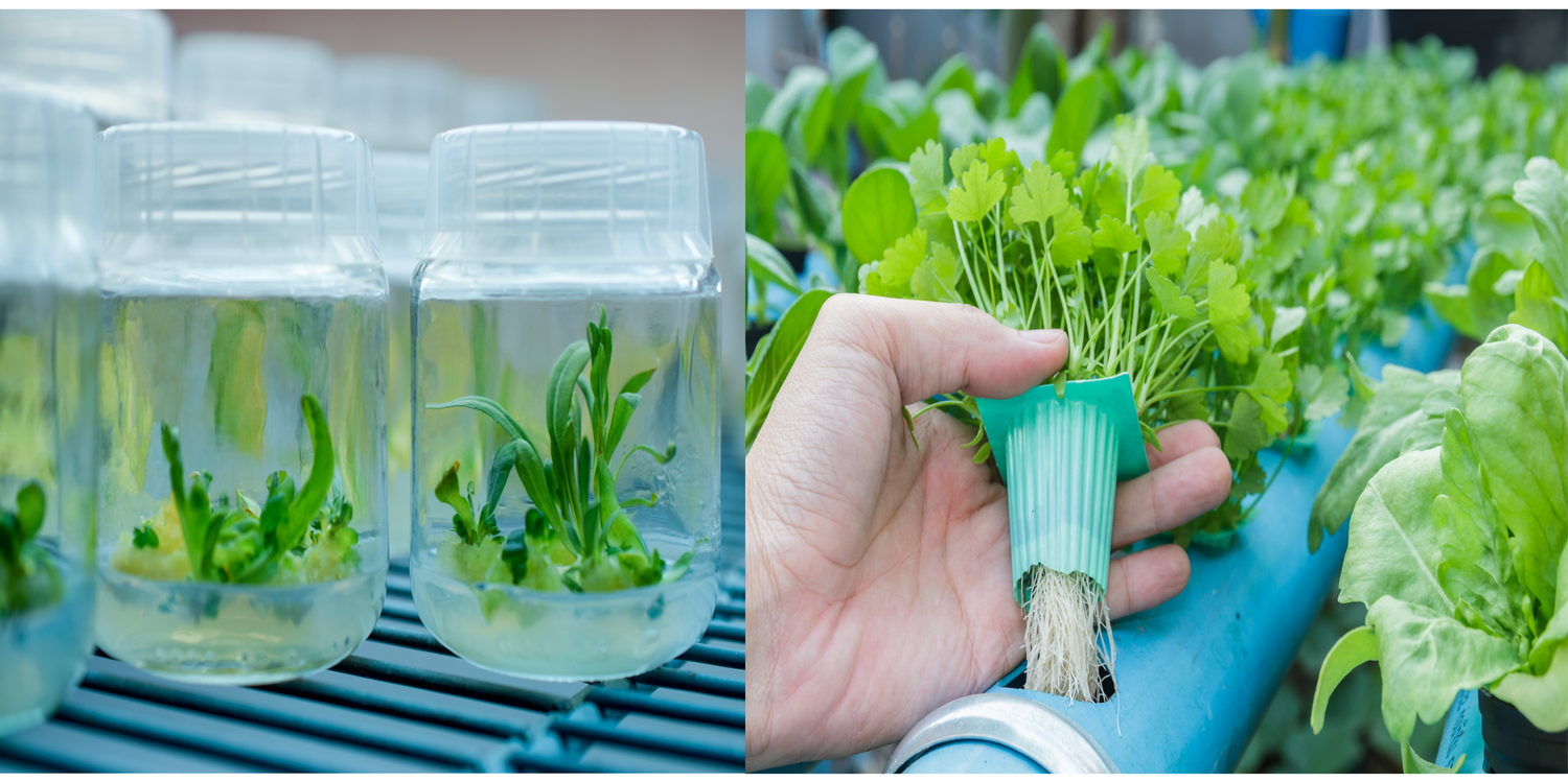 Hydroponic System vs Tissue Culture Techniques of Plant Propagation ...