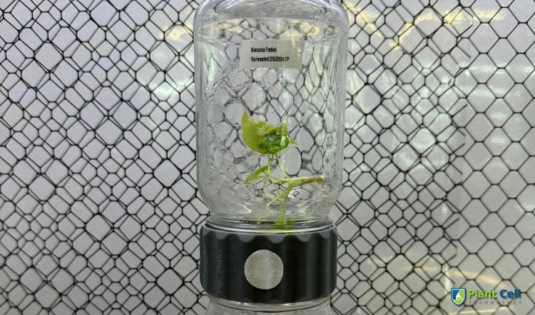 The Biocoupler™ – Here's How To Use It In Your Tissue Culture Applicat ...