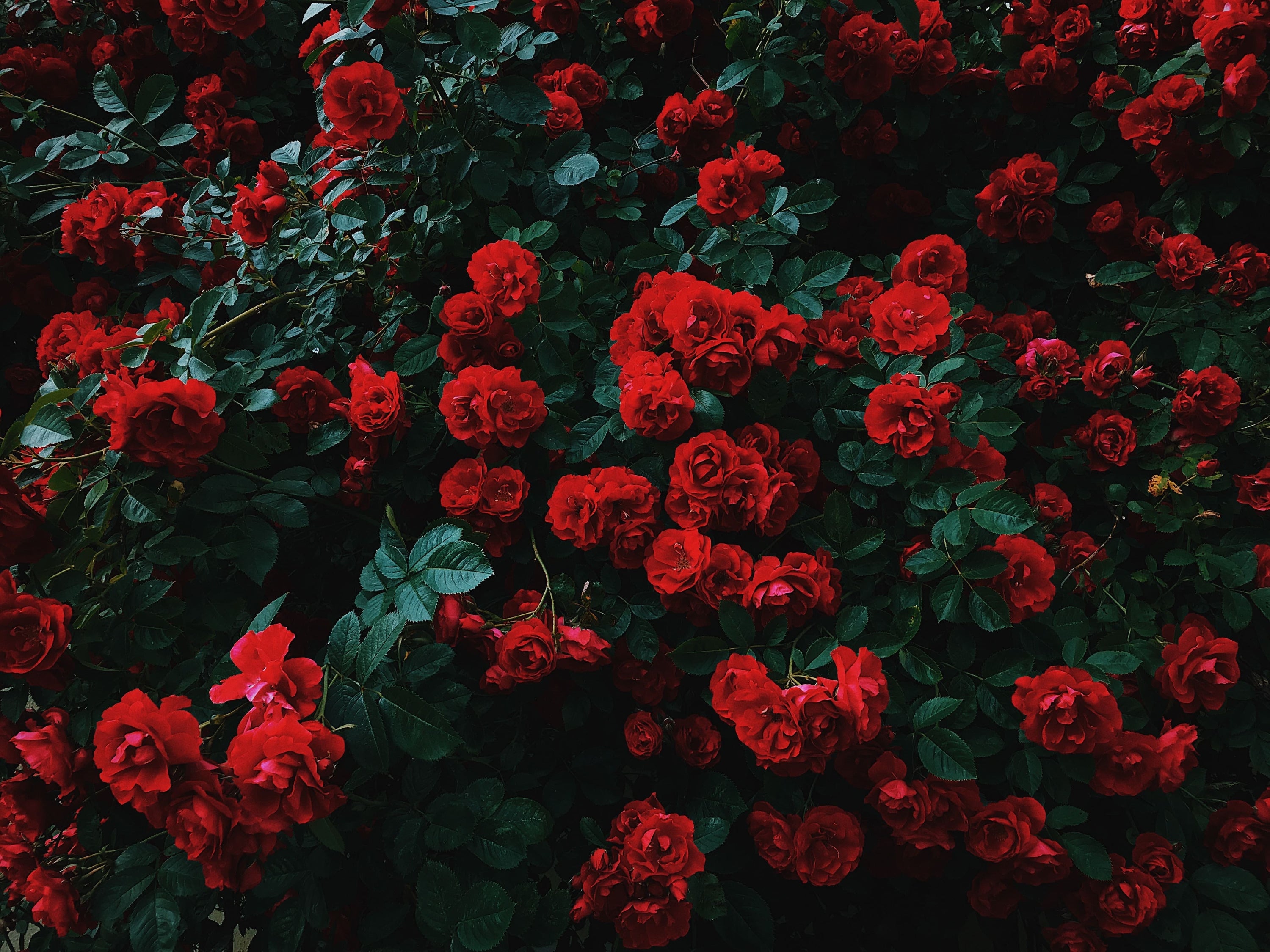 Tissue Culture Fundamentals: Culturing Roses! - Plant Cell Technology