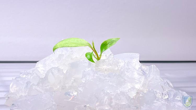 For Beginners: Answers to Your Plant Tissue Culture Questions - Plant ...