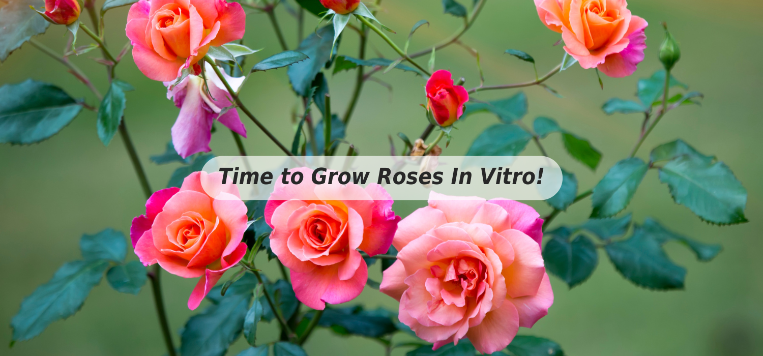Rose Micropropagation: A Comprehensive Overview - Plant Cell Technology