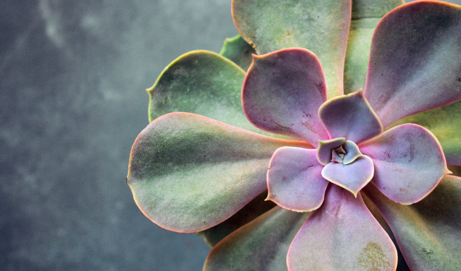 Cultivation and Maintenance of Succulents - Plant Cell Technology