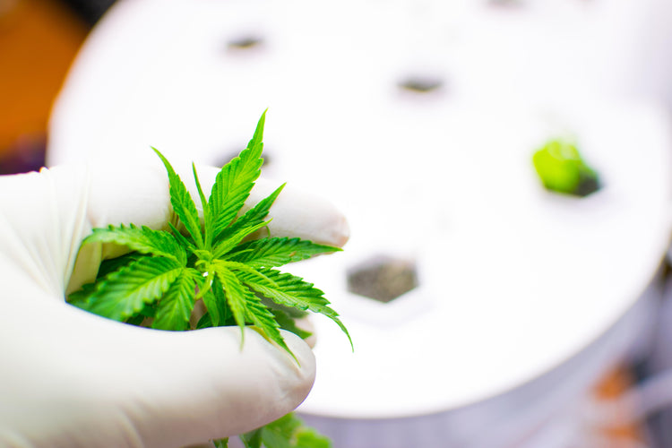 Case Study: How PPM™ Shielded Cultures from Endophytic Bacteria ...