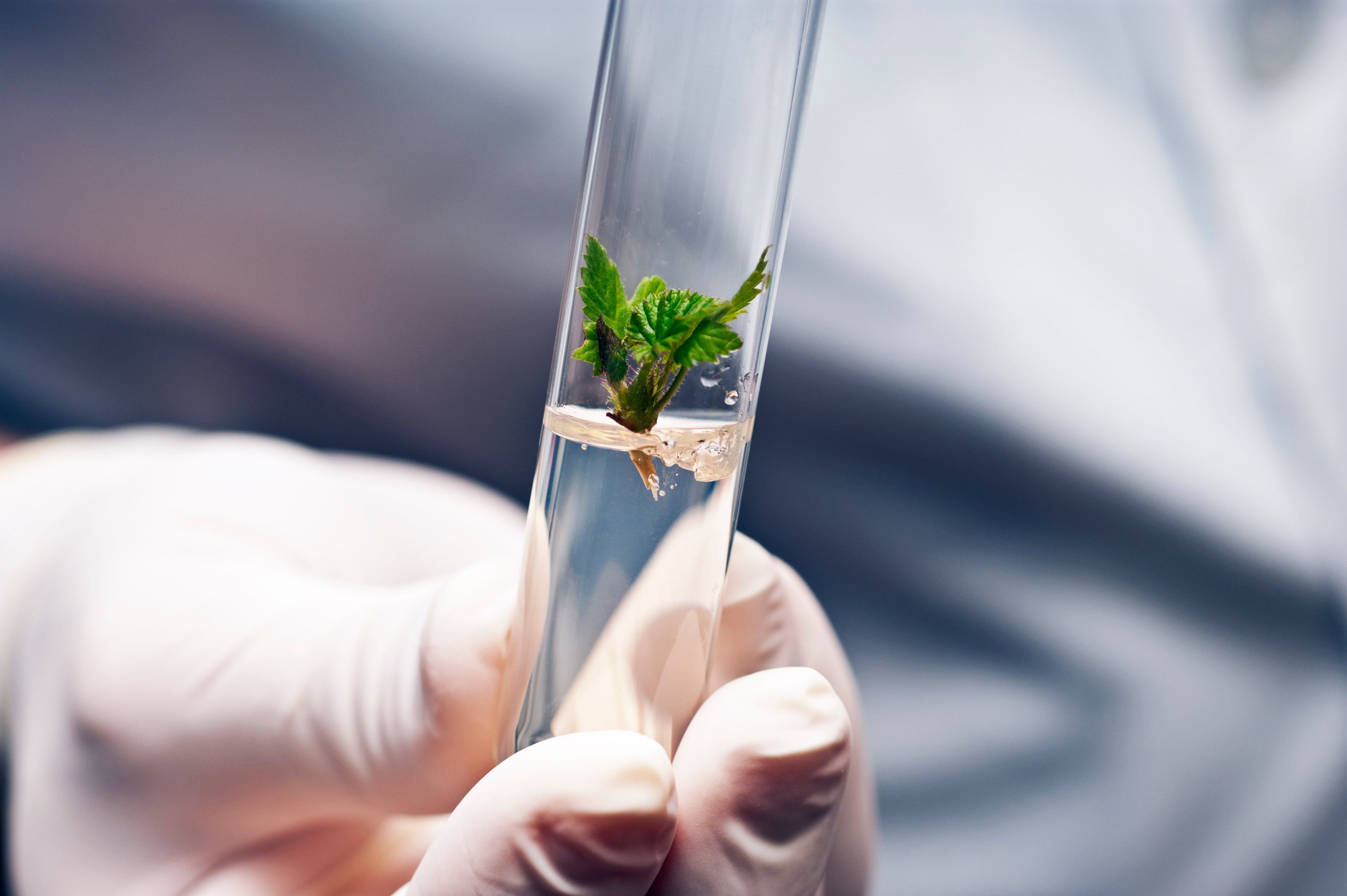 Four Stages of Micropropagation - Plant Cell Technology