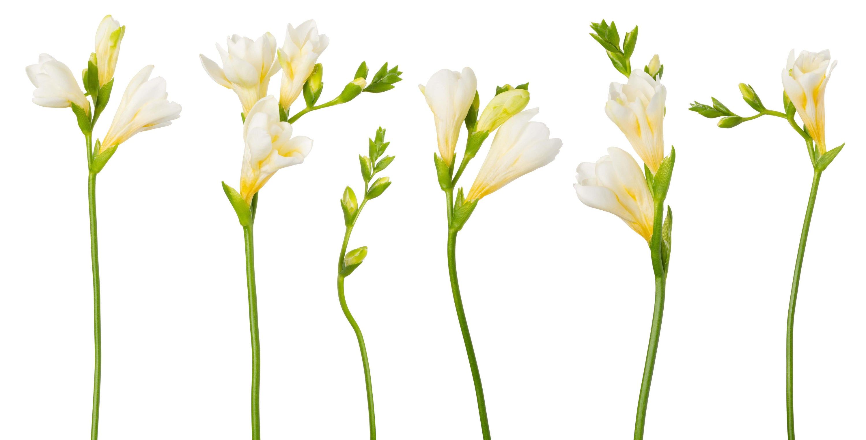 Organogenesis in Plants - Plant Cell Technology