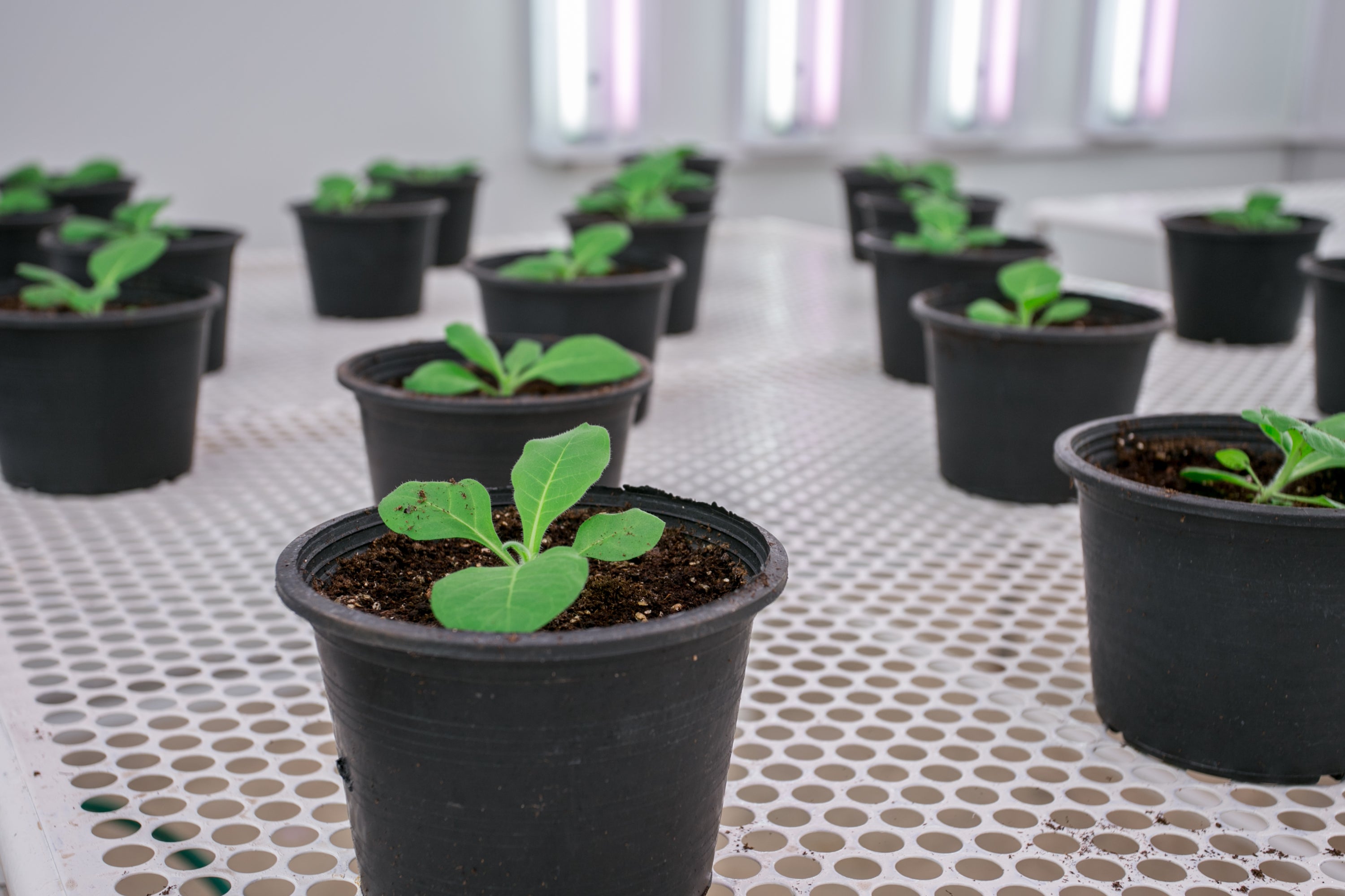 How Do Environmental Factors Affect Tissue Culture? - Plant Cell Technology