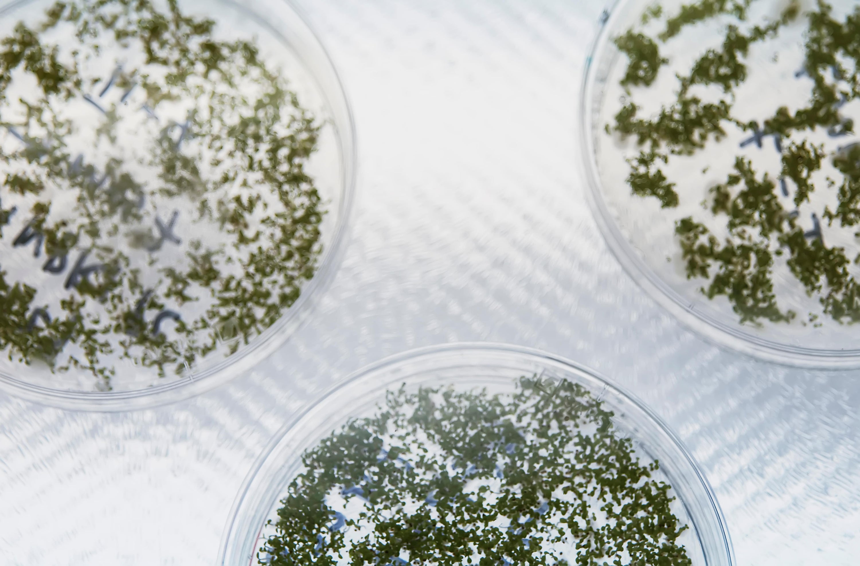 More on Agar Tissue Culture - Plant Cell Technology