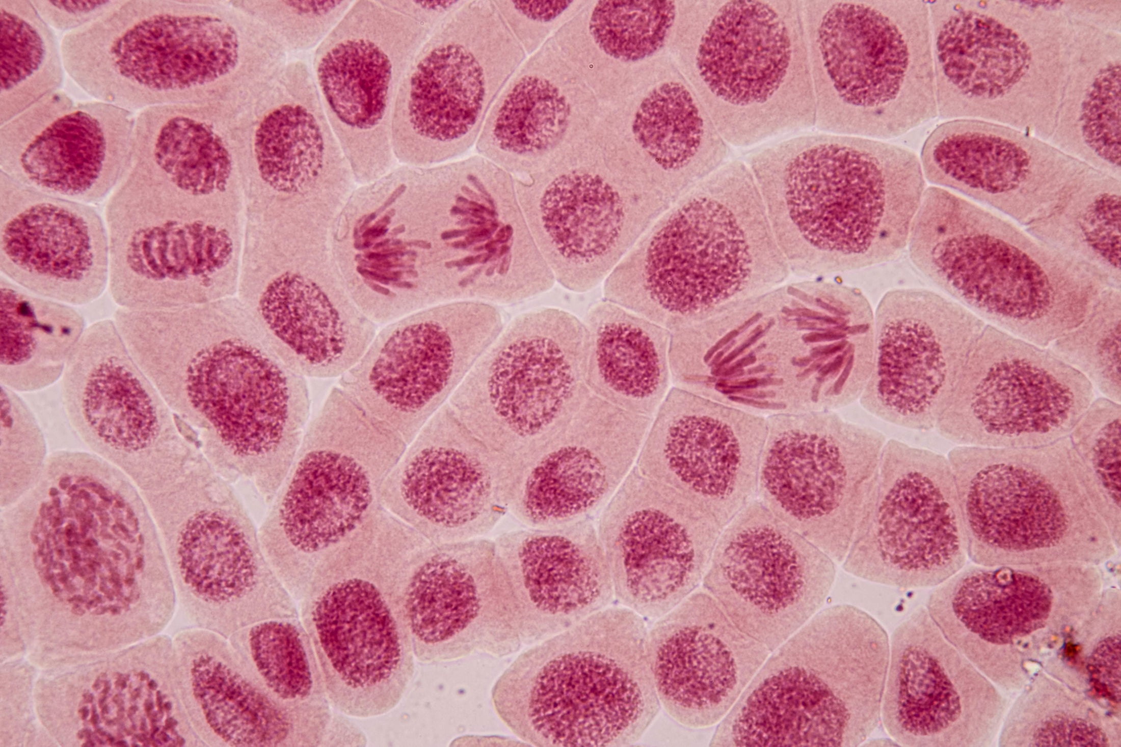 The Techniques of Haploid Production - Plant Cell Technology