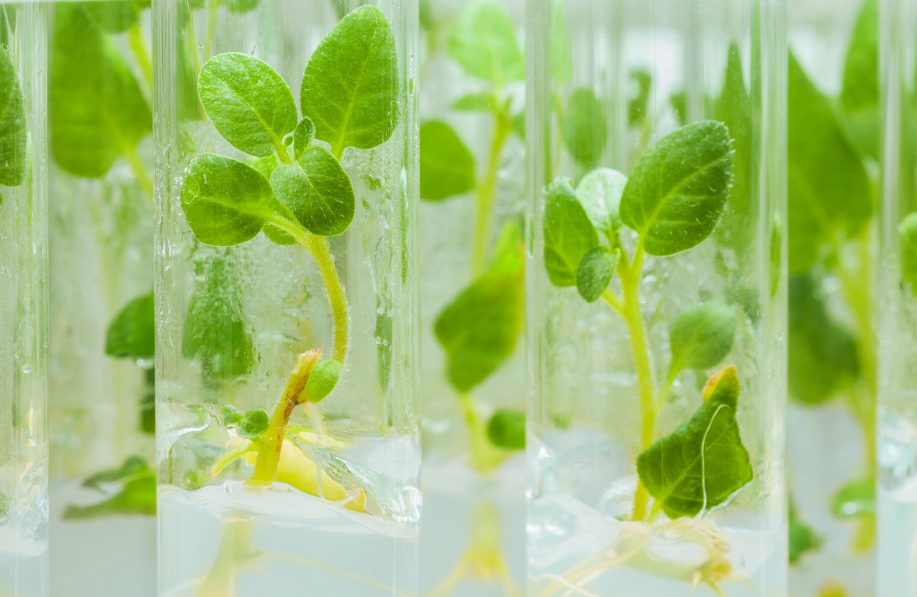 Protoplast Culture of Potato - Plant Cell Technology
