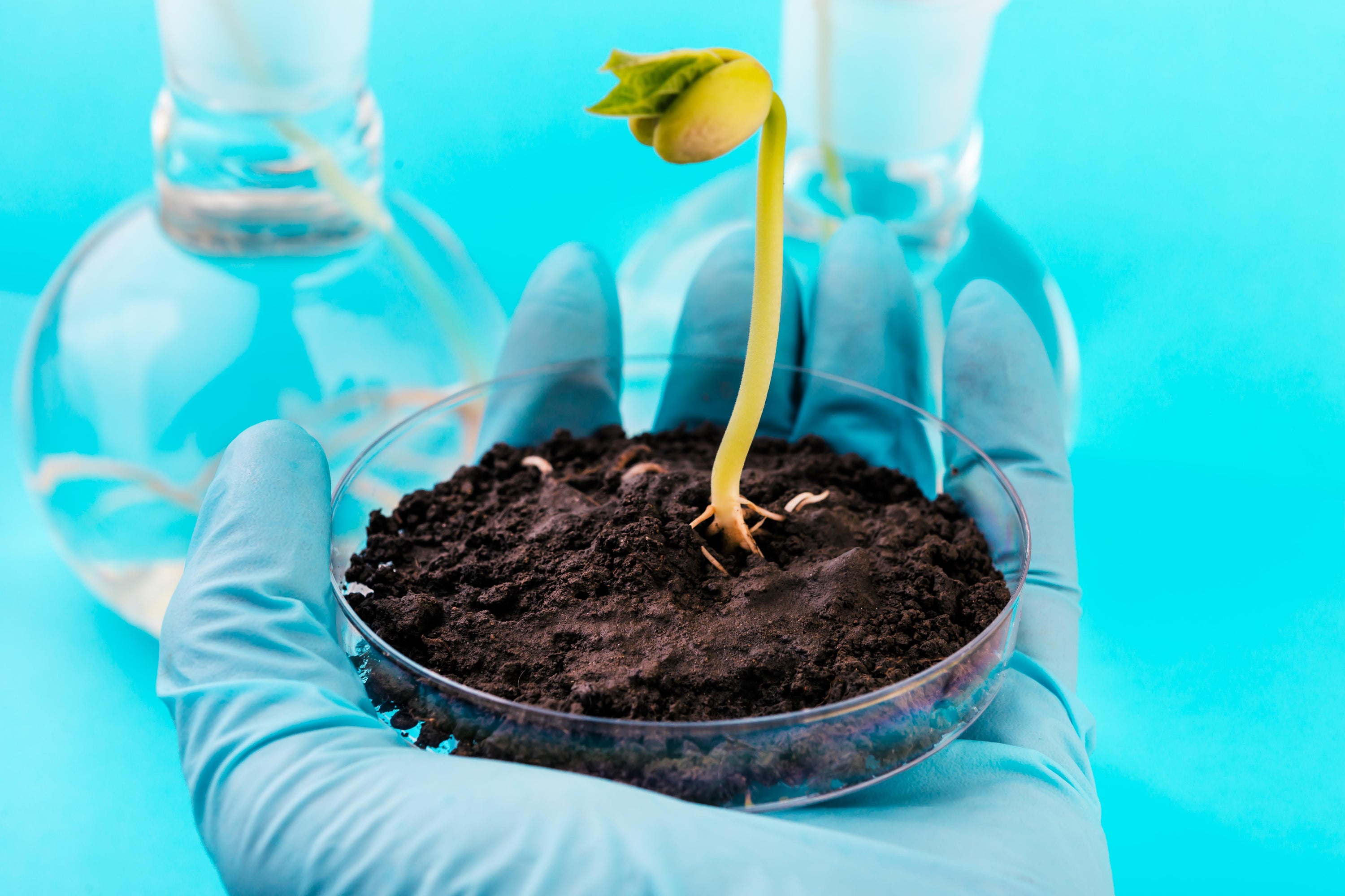Plant Growth Hormones: Types and Functions (Part-2) - Plant Cell Technology