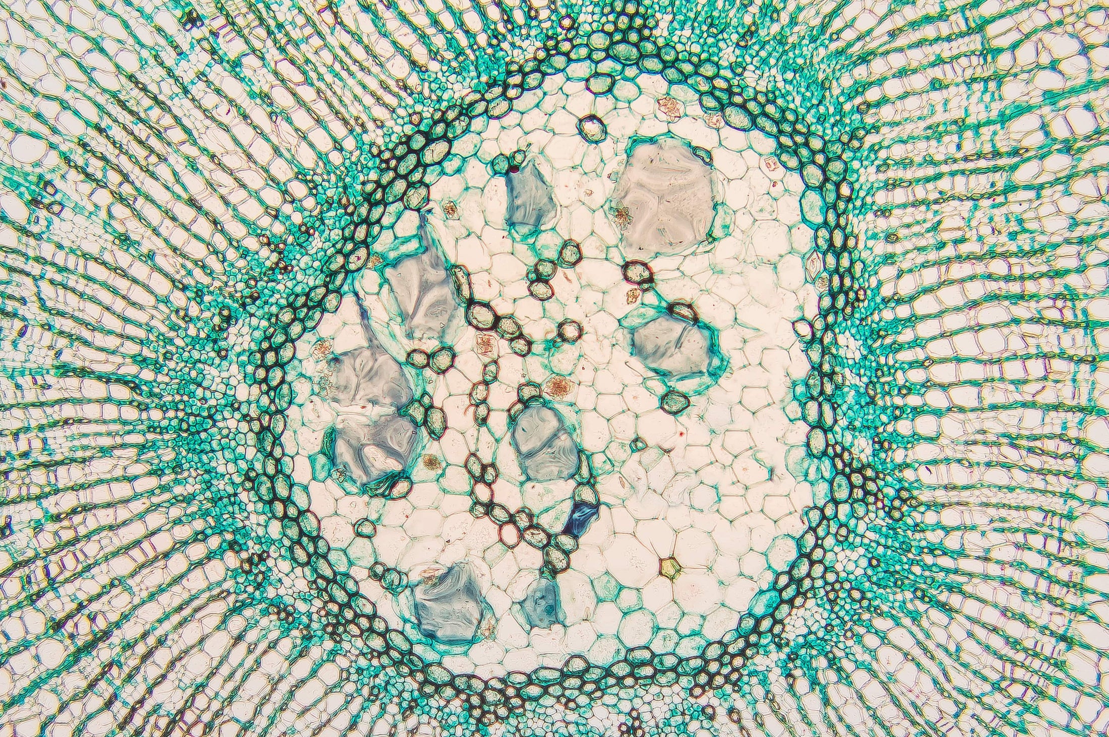 Meristem and Shoot Tip Culture - Plant Cell Technology