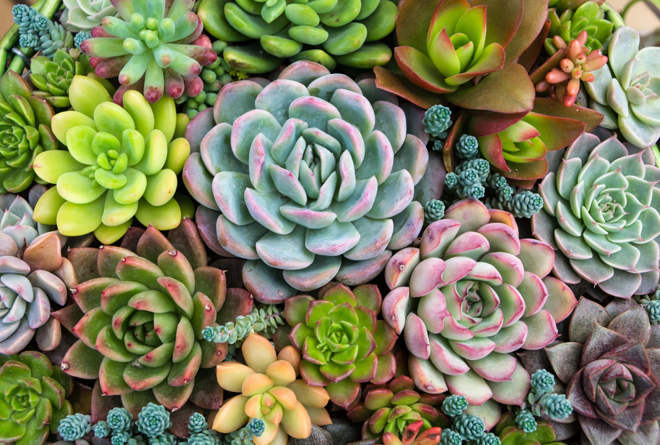 Tissue Culture of Succulents - Plant Cell Technology