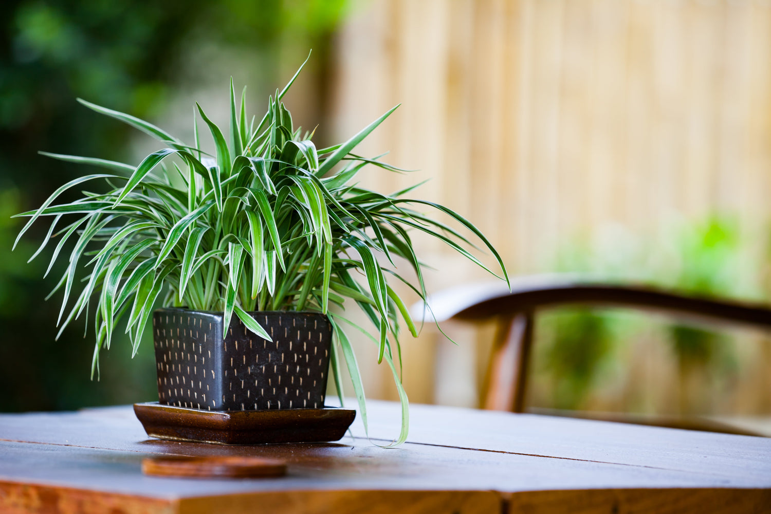 Cultivating Spider Plants: Conventional and Tissue Culture Technique ...