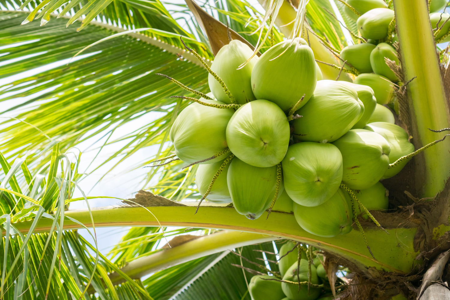 Advancements in Coconut Tissue Culture (Part-1) - Plant Cell Technology