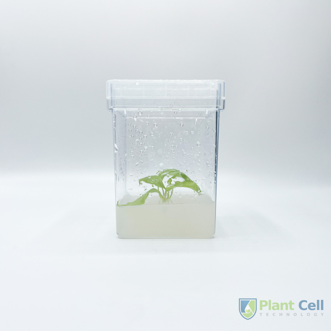 Square Culture Vessels - Plant Cell Technology