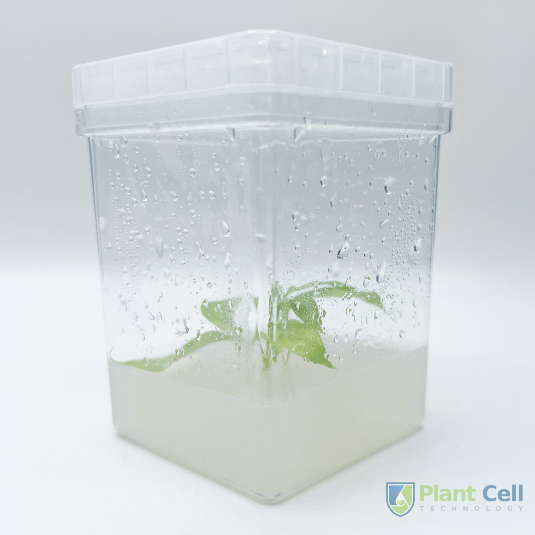 Square Culture Vessels - Plant Cell Technology