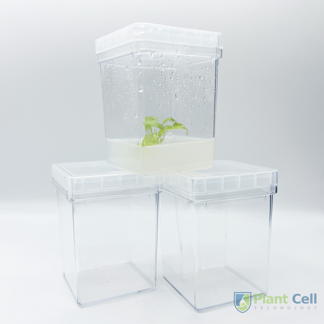 Square Culture Vessels - Plant Cell Technology